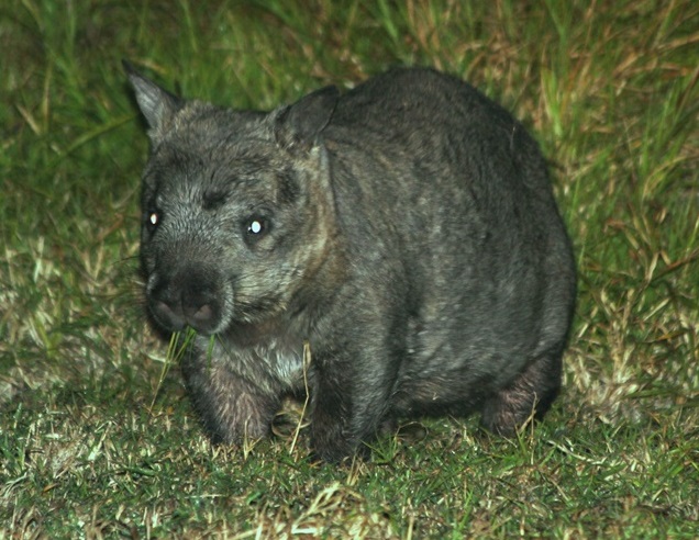 WomSAT > Fun facts about Wombats