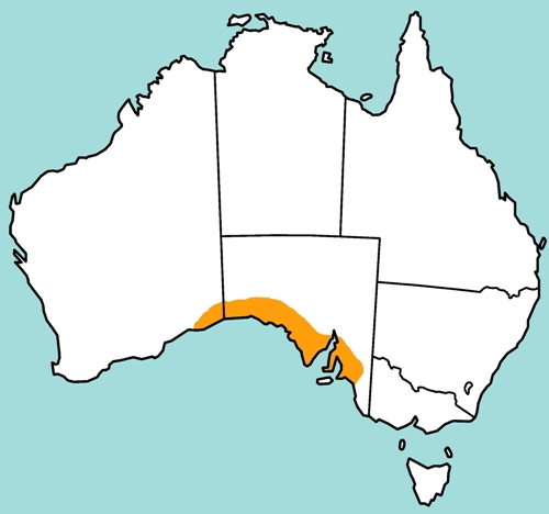 WomSAT > Fun facts about Wombats