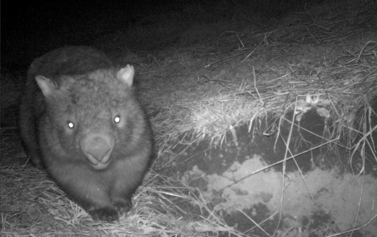 WomSAT > About this project