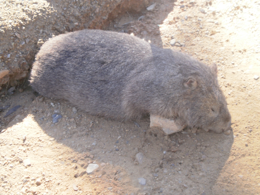 WomSAT > About this project