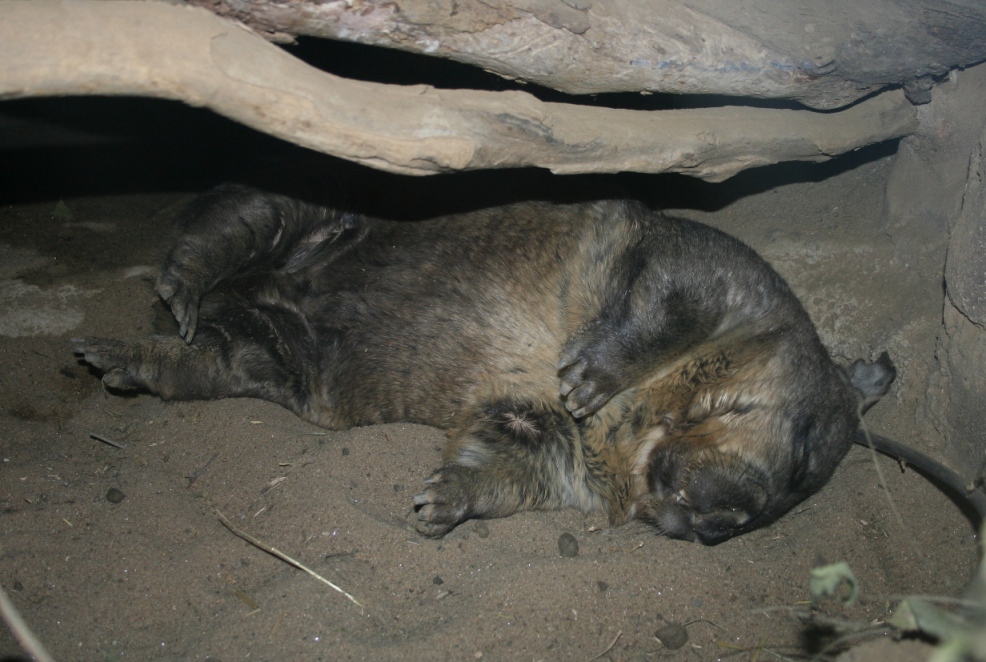 Sleeping Wombat